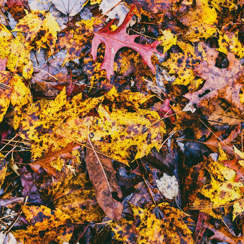 Pile of Fallen Autumn Leaves, Scattered on the Ground Stock Image ...