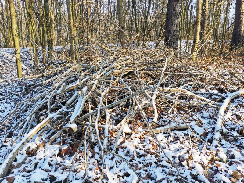 Pile of Fallen Broken Tree Branches in the Forest in Winter Stock Image ...
