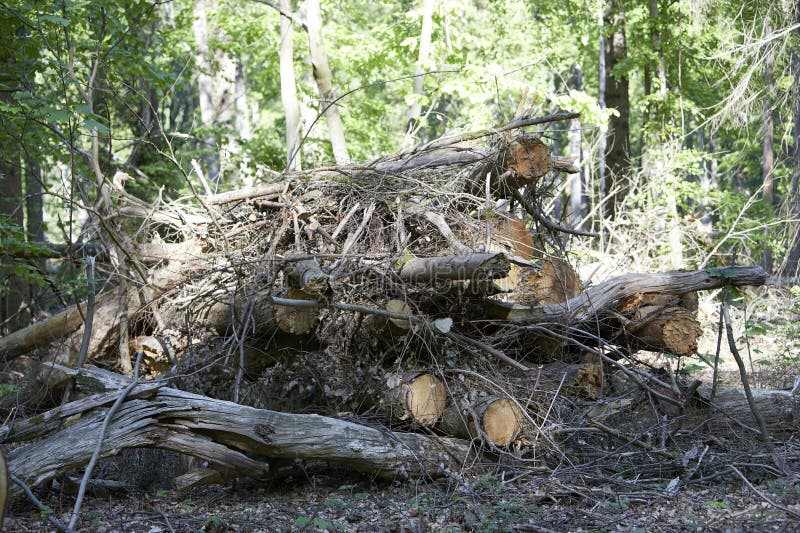 Pile of Fallen and Felled Trees in a Forest Stock Photo - Image of ...