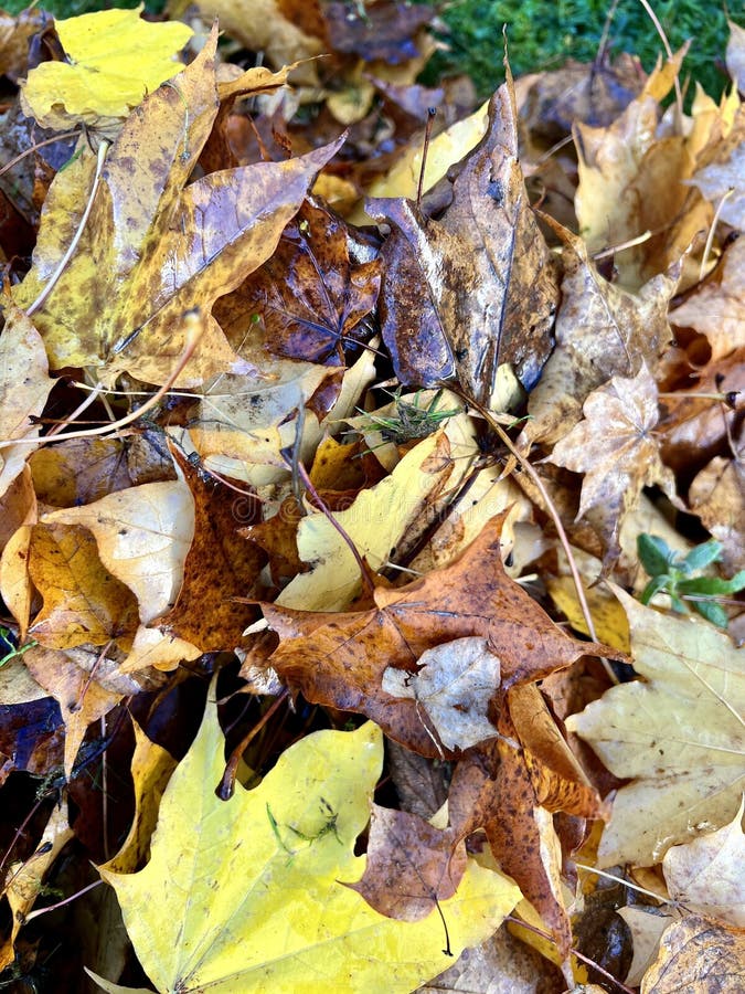 Leaves stock image. Image of drop, leaf, orange, pile - 296935223
