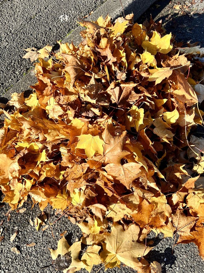 Leaves stock photo. Image of seasonal, leaves, fallen - 296937746