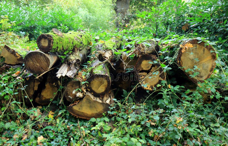Fallen Moss Covered Trees Surrounded by Foliage Stock Photo - Image of ...