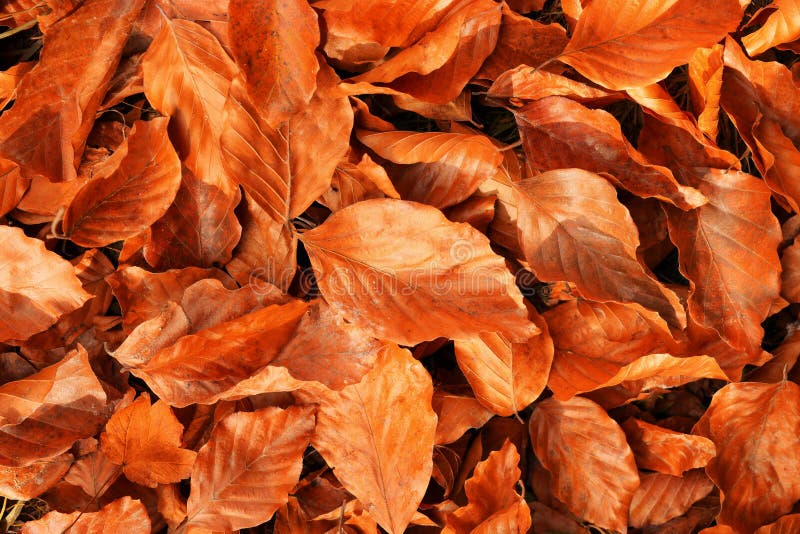 Pile of Fallen Orange Autumn Leaves on Ground, Top View Stock Image - Image of beauty ...