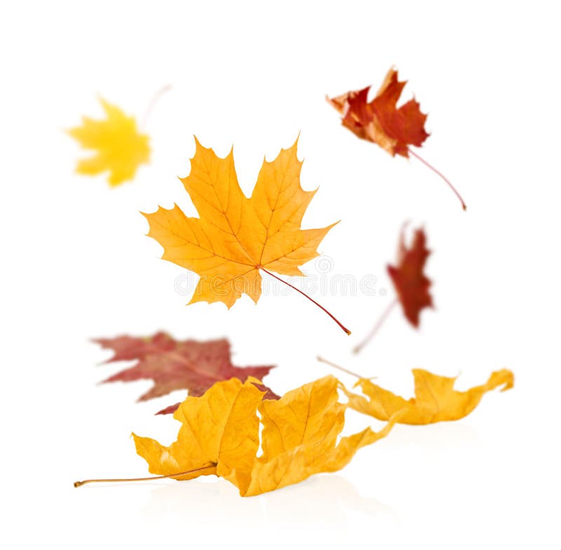 Pile Falling Maple Leaves. Set of Falling Maple Leaves Isolated on ...