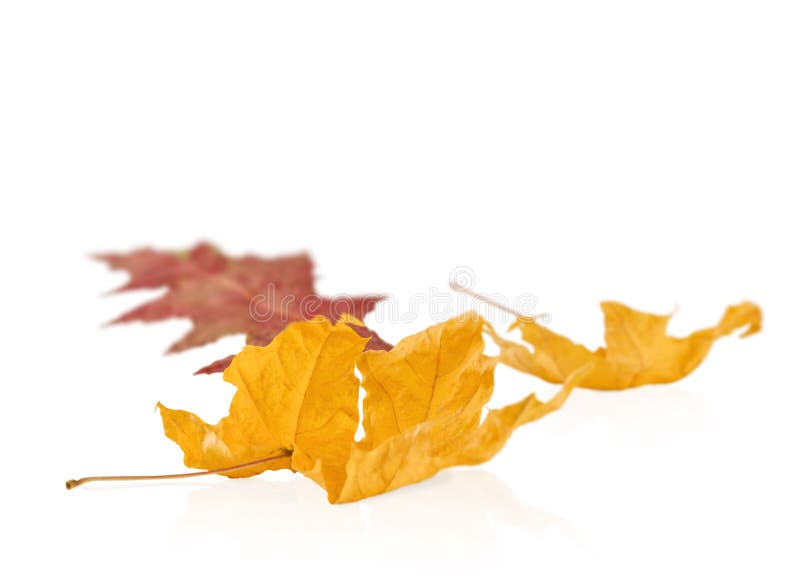 Pile Falling Maple Leaves. Set of Falling Maple Leaves Isolated on ...