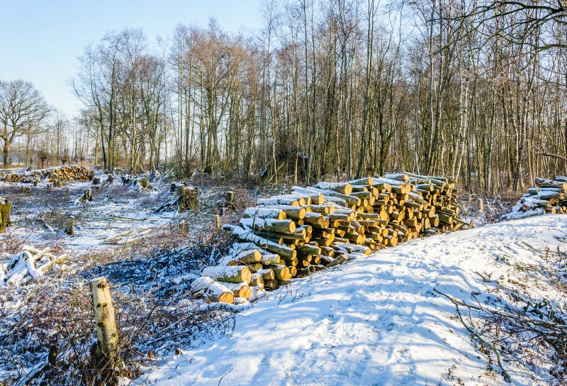 Pile of Felled Tree Trunks in a Winter Forest Stock Photo - Image of ...