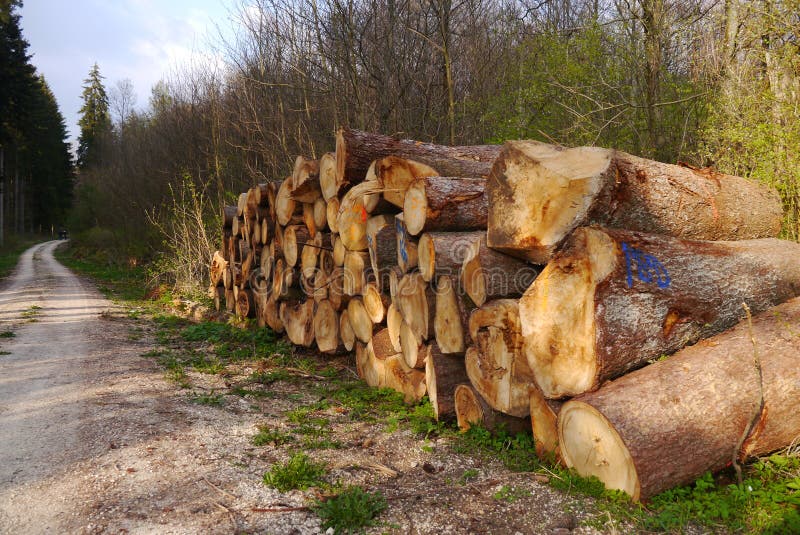 Pile of Felled Trees in the Black Forest in Germany Stock Image - Image ...