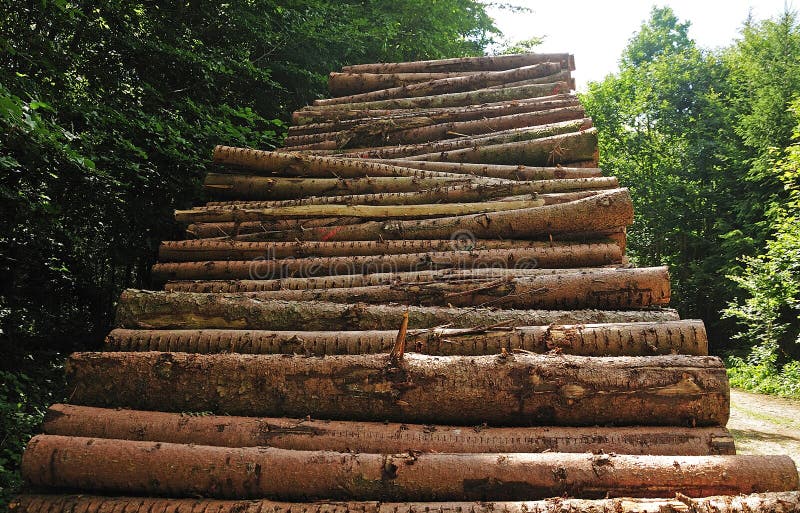 Pile of Felled Trees in Forest Stock Image - Image of timber, roundwood ...