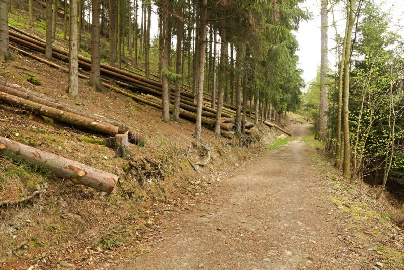 Pile of felled trees stock image. Image of lying, cortex - 86375409