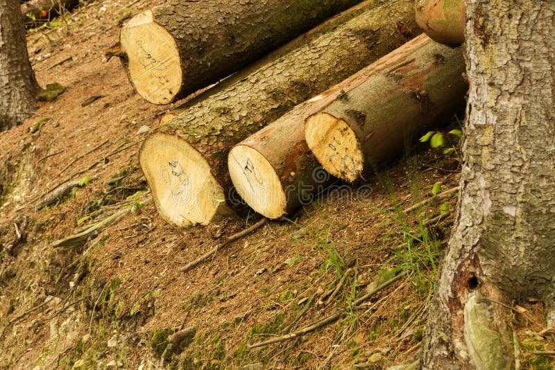 Pile of felled trees stock photo. Image of lying, needles - 86380994