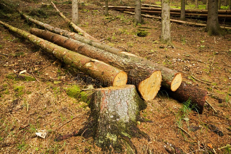 Pile of felled trees stock photo. Image of forest, forestry - 86381392
