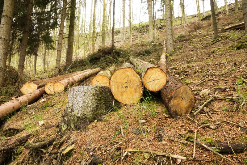 Pile of felled trees stock image. Image of heating, autumn - 86380927