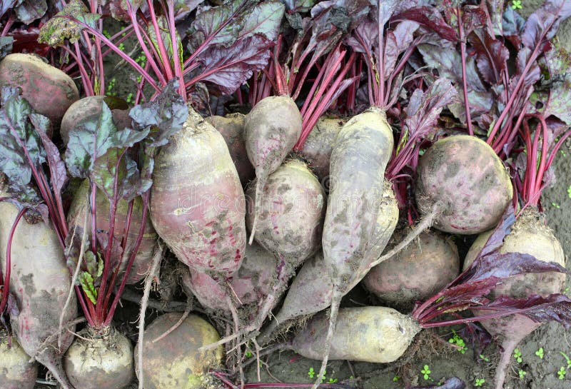 In a Pile on the Field are Harvested Red Table Beets Stock Image ...