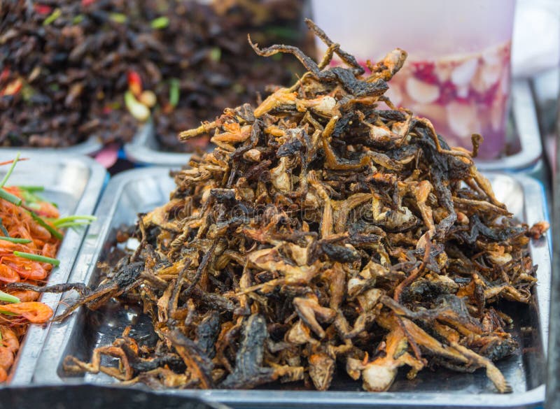 Pile of Filthy Dishes Infested with Roaches Stock Photo - Image of ...