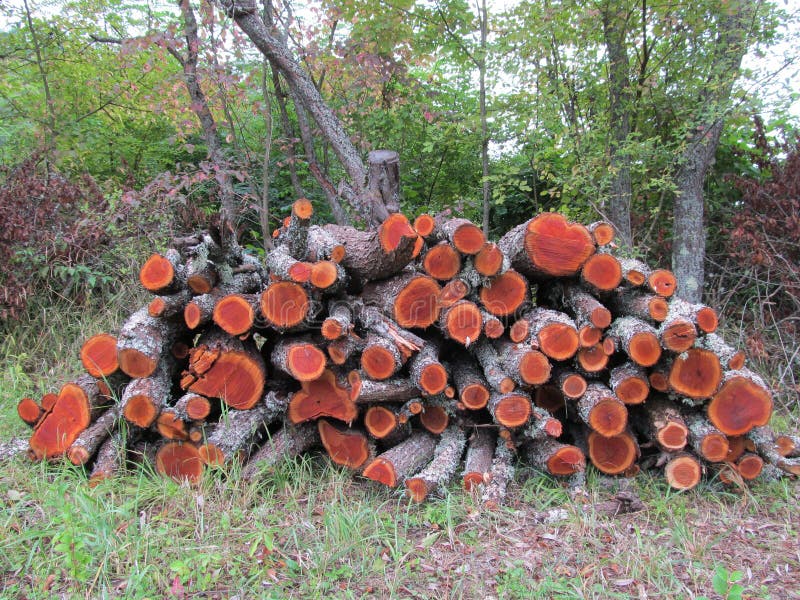 Pile of fire wood logs stock photo. Image of material - 305191490