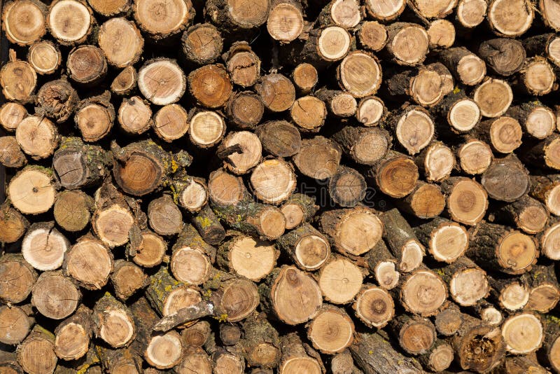 Pile of Firewood. Stack of Sawn Wood. Round Trunks of Small Trees ...