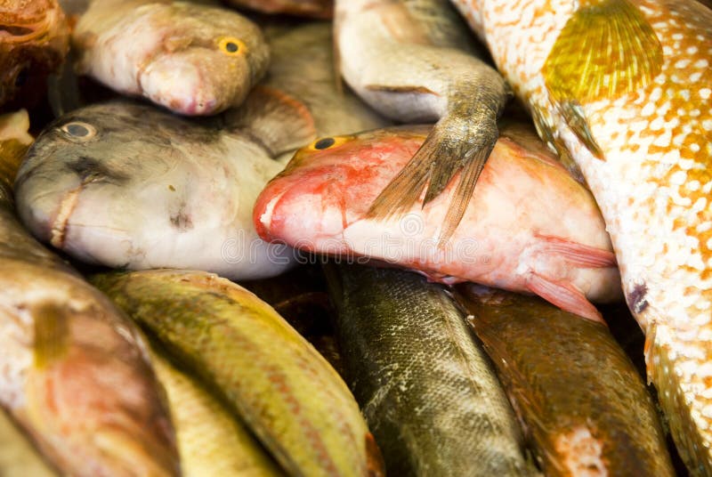 Pile of fish stock image. Image of colorful, multicolored - 14937909