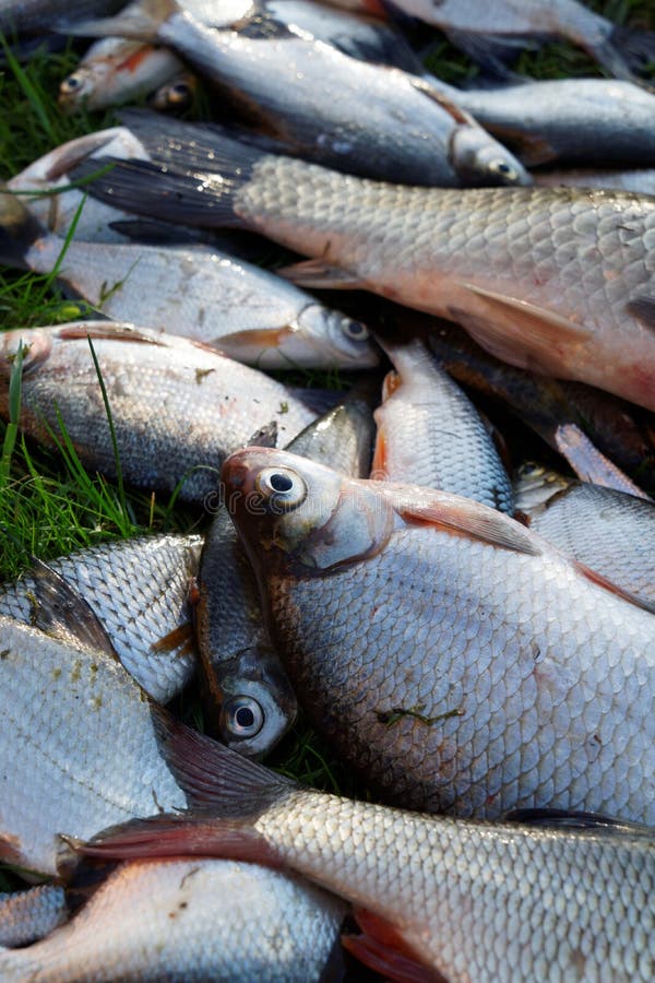 Pile of fish on grass stock image. Image of roach, pile - 117567369
