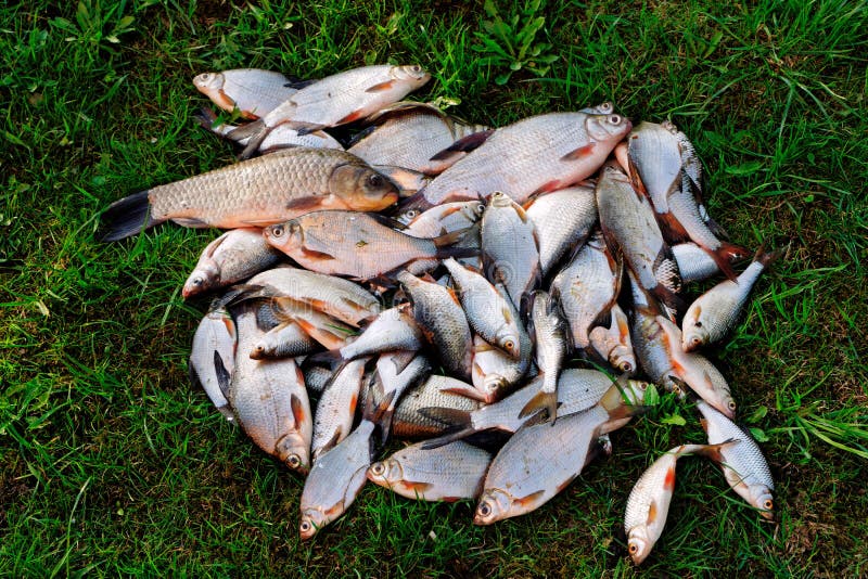 Pile of Fish on Grass, Toned Stock Photo - Image of film, fishing ...