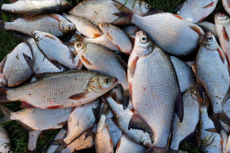 Pile of fish on grass stock image. Image of spring, stack - 117567083