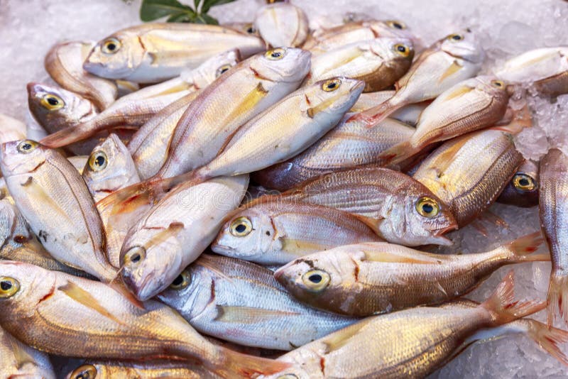 Pile Fish Stock Images - Download 11,318 Royalty Free Photos