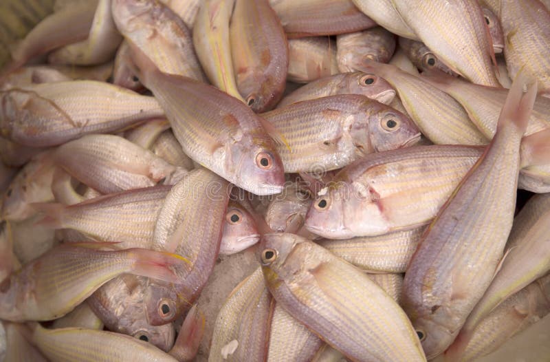 A pile of fish stock image. Image of seafood, salt, stack - 108854503
