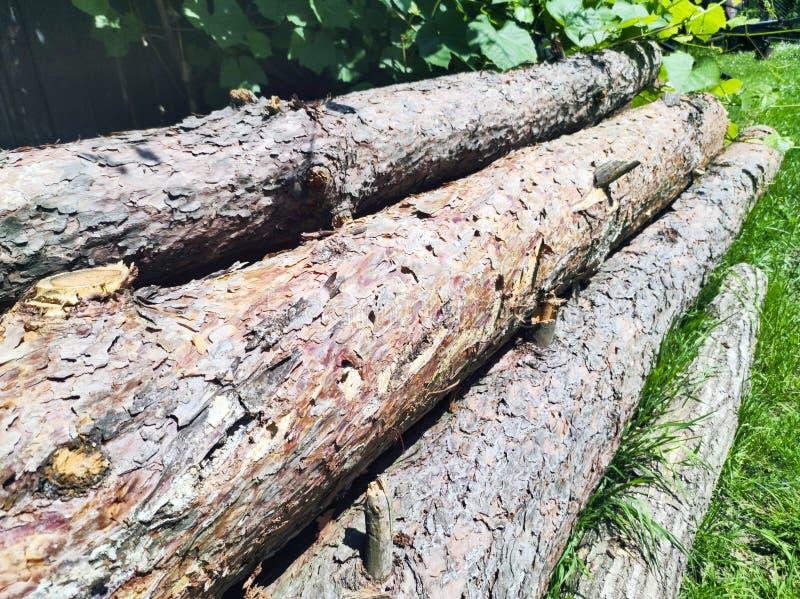 Pile of Forest Pine and Spruce Logs Stock Illustration - Illustration ...