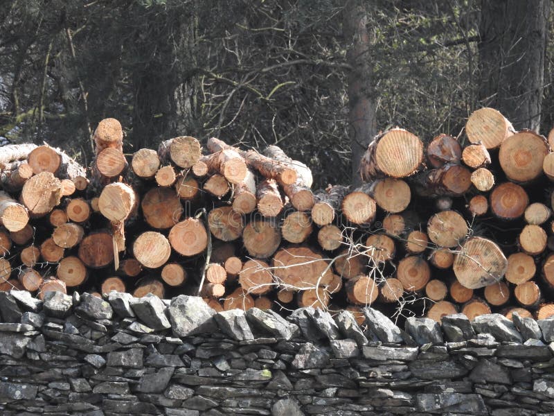 Fallen Tree Branches Logged for Use Stock Image - Image of tree, pile ...