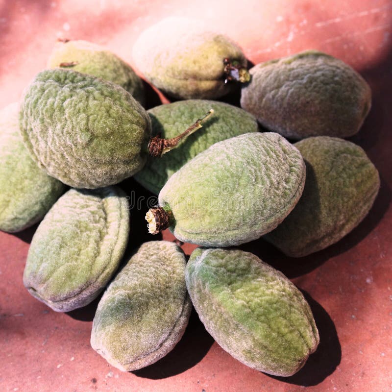 Pile of Fresh Almonds in the Shell Stock Image - Image of food, healthy ...