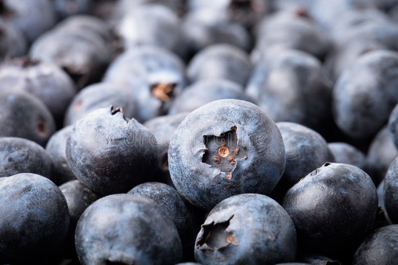 Pile of Fresh Big Blueberry. Selective Focus Stock Image - Image of ...