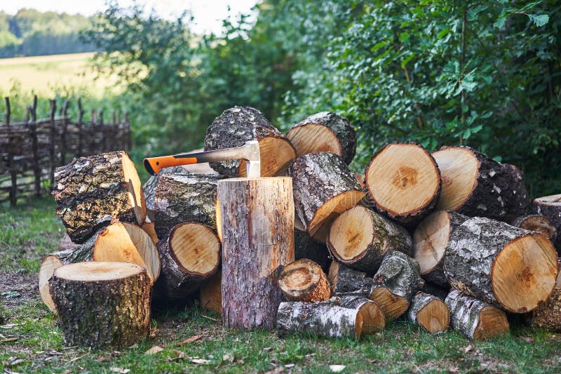 A pile of birch logs stock photo. Image of paper, nature - 15032316
