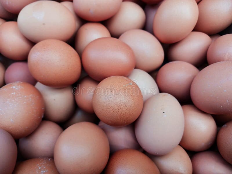 Pile of Fresh Brown Broiler Chicken Eggs Stock Image - Image of bird ...