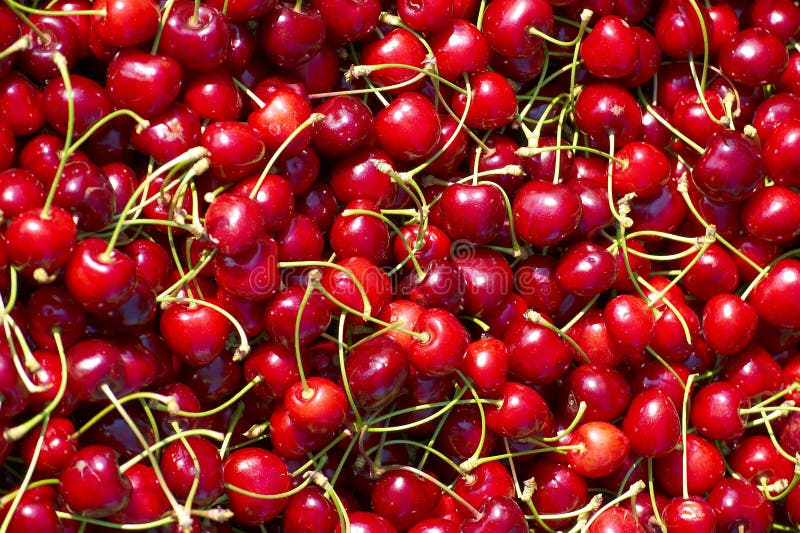 Pile of fresh cherries stock photo. Image of delicious - 9993752
