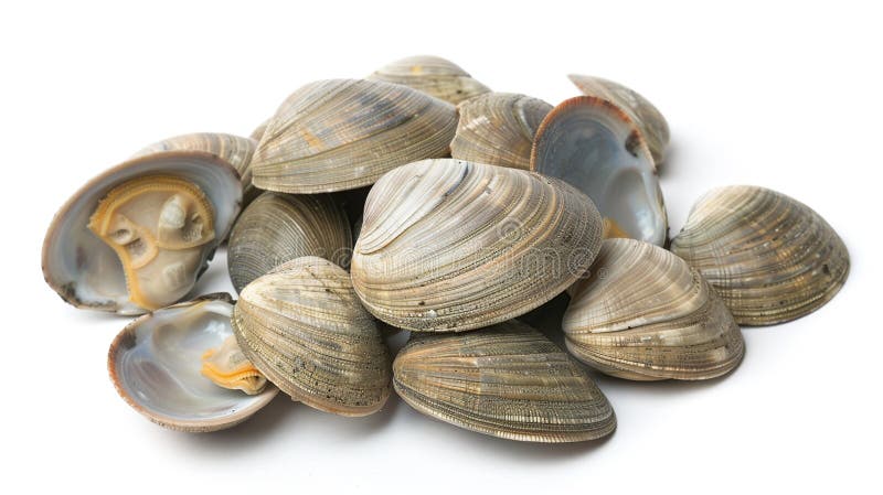 Pile of Fresh Clams on White Background Stock Illustration ...