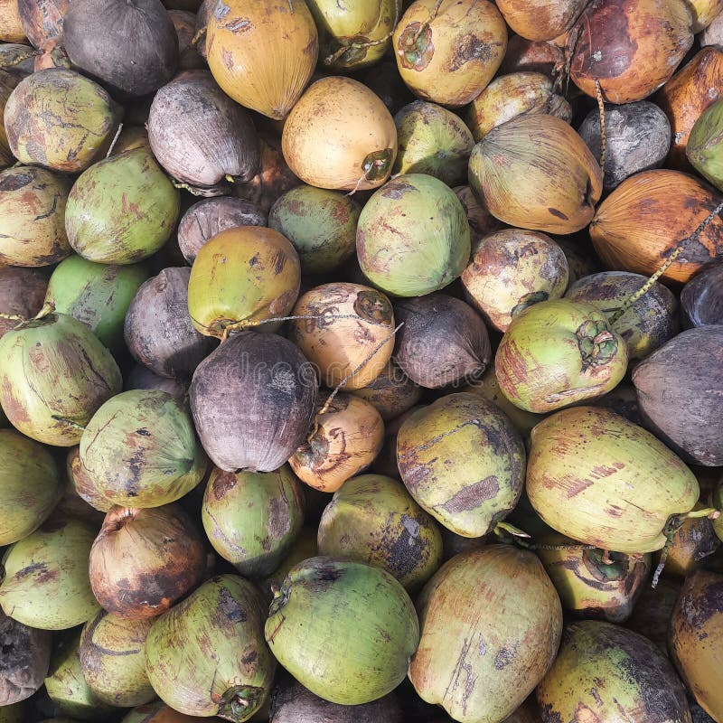A Pile of Fresh Coconuts of Various Colors Looks Beautiful. Stock Image ...