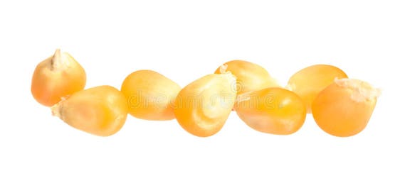 Pile of Fresh Corn Kernels Isolated on White Stock Photo - Image of ...