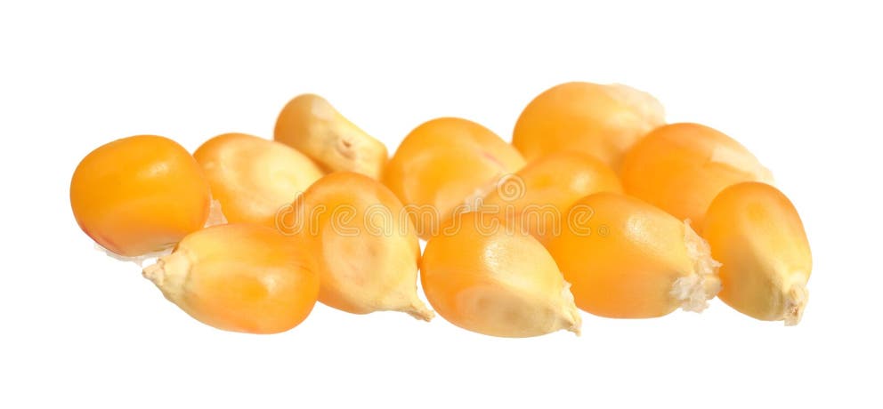 Pile of Fresh Corn Kernels Isolated on White Stock Image - Image of ...