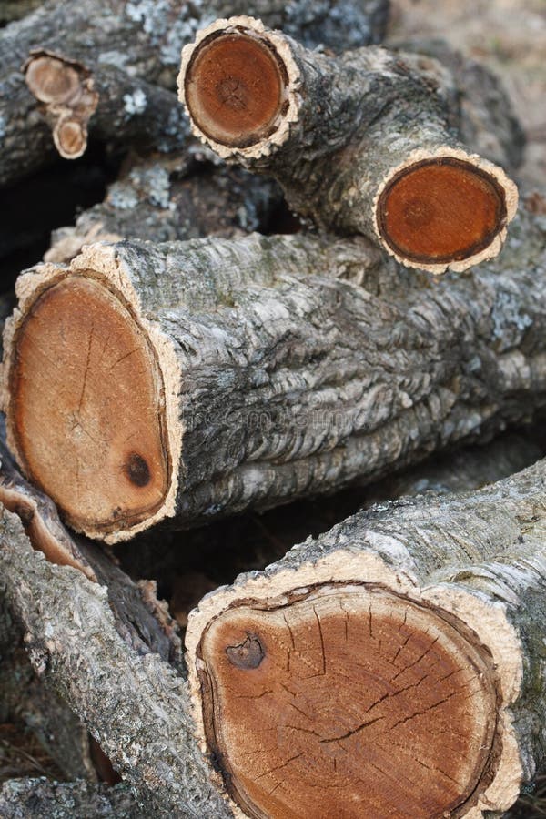 Amur cork tree firewood stock image. Image of rings - 114155653