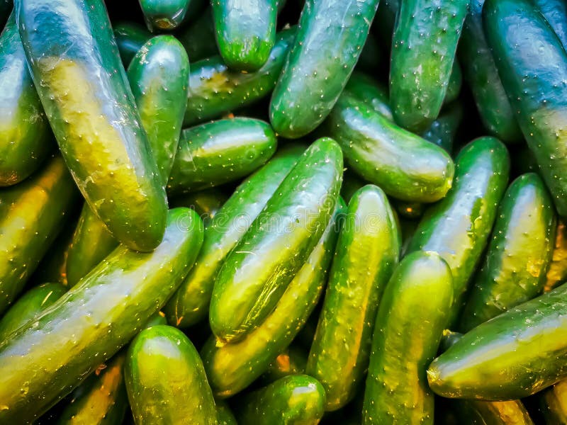 Pile of Fresh Cucumbers Top View, Green Background. Stock Image - Image ...