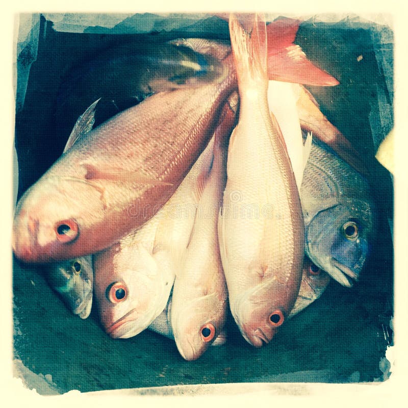 Pile of fresh fish stock photo. Image of catch, fishing - 78199478