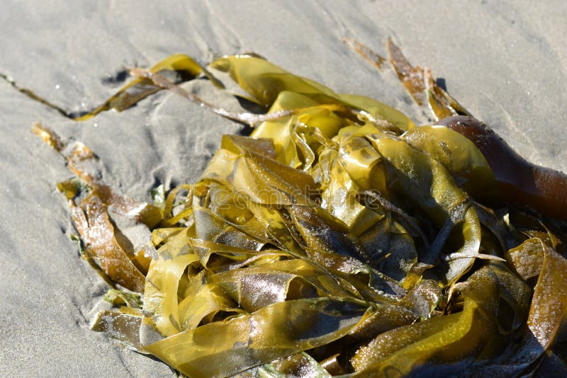 A Closeup of a Pile of Fresh Kelp on the Beach Stock Image - Image of ...
