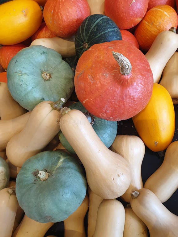 Pile of Fresh Multi Colored Pumpkins in a Market Stock Photo - Image of ...