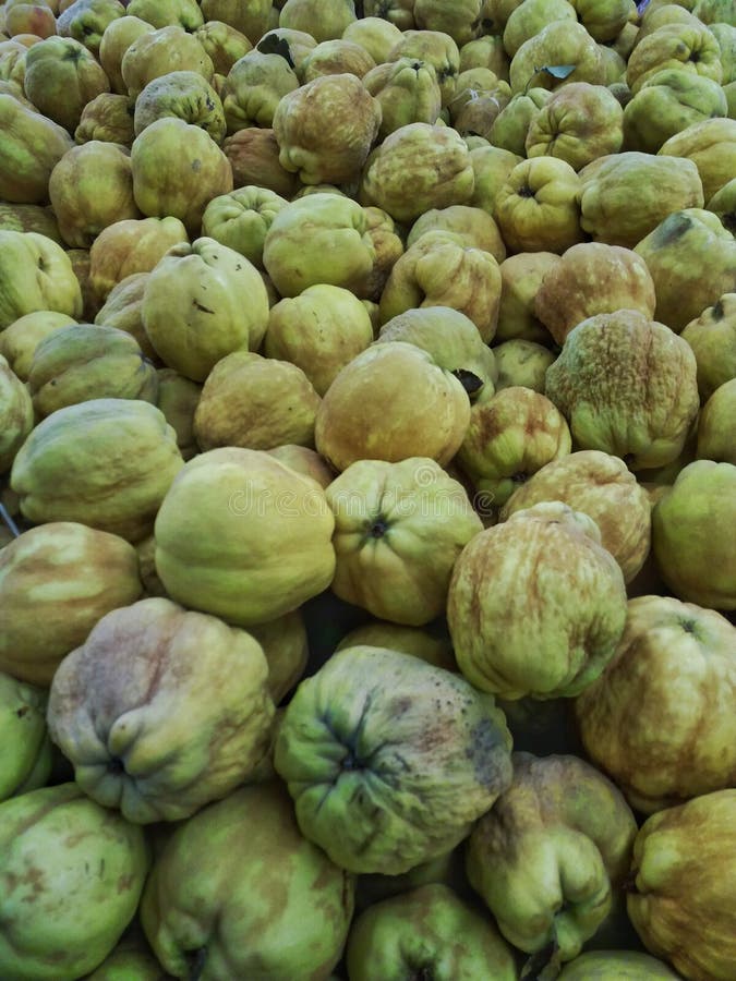 Pile of Fresh Organic Shu Shu Stock Photo - Image of pile, chinese ...