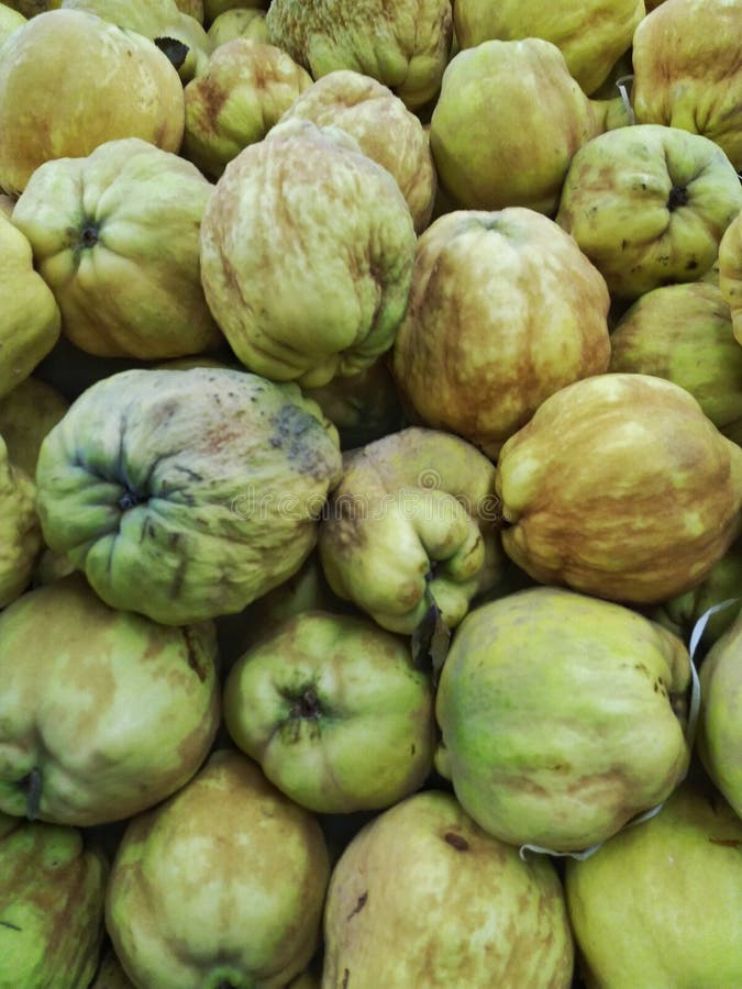 Pile of Fresh Organic Shu Shu Stock Photo - Image of pile, chinese ...