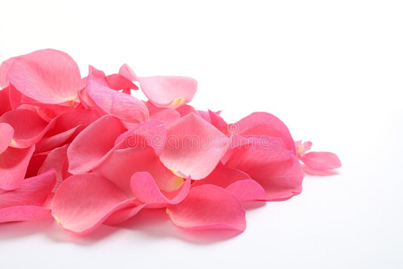 Pile of Fresh Pink Rose Petals on White Background Stock Photo - Image ...