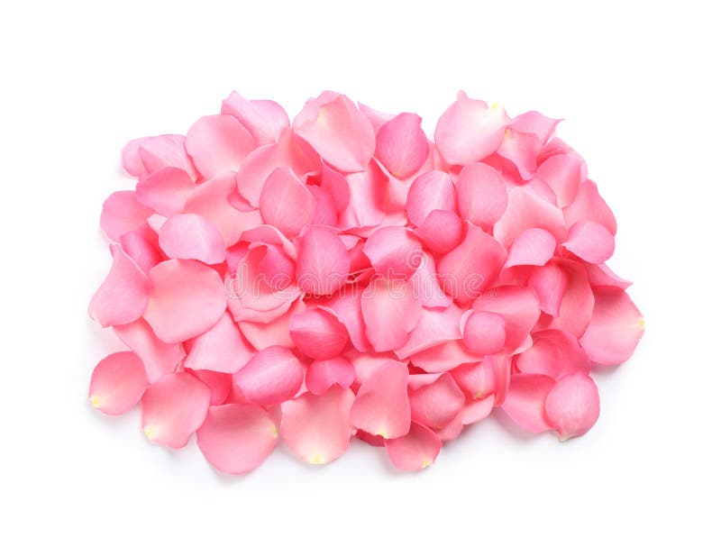 Pile of Fresh Pink Rose Petals on White Stock Photo - Image of romance ...