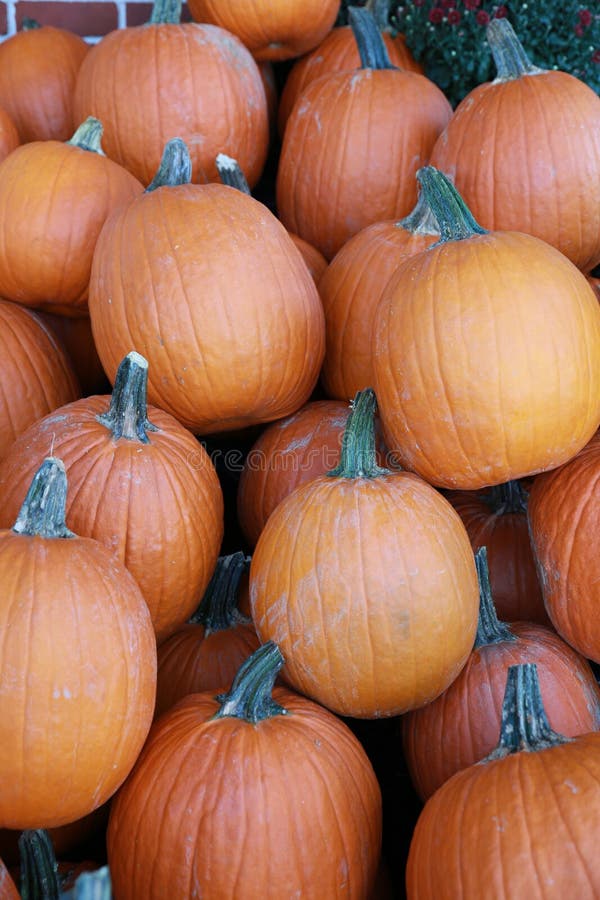 Multiple Pumpkin Harvest stock image. Image of bulk - 161075513