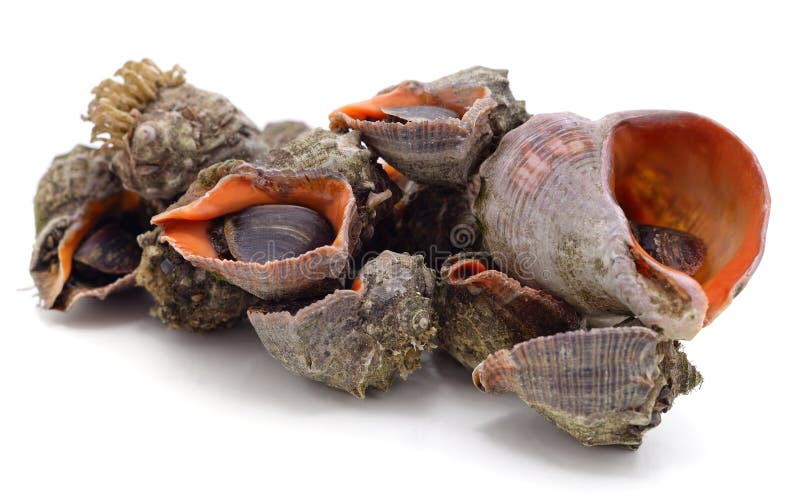 680 Conch Shell Pile Stock Photos - Free & Royalty-Free Stock Photos ...