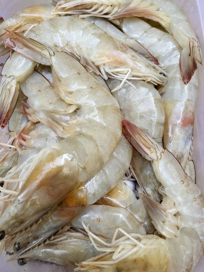 A Pile of Fresh Raw Shrimp in a Container Stock Image - Image of ...