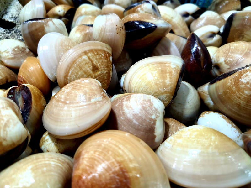 815 Pile Fresh Sea Shells Stock Photos - Free & Royalty-Free Stock ...